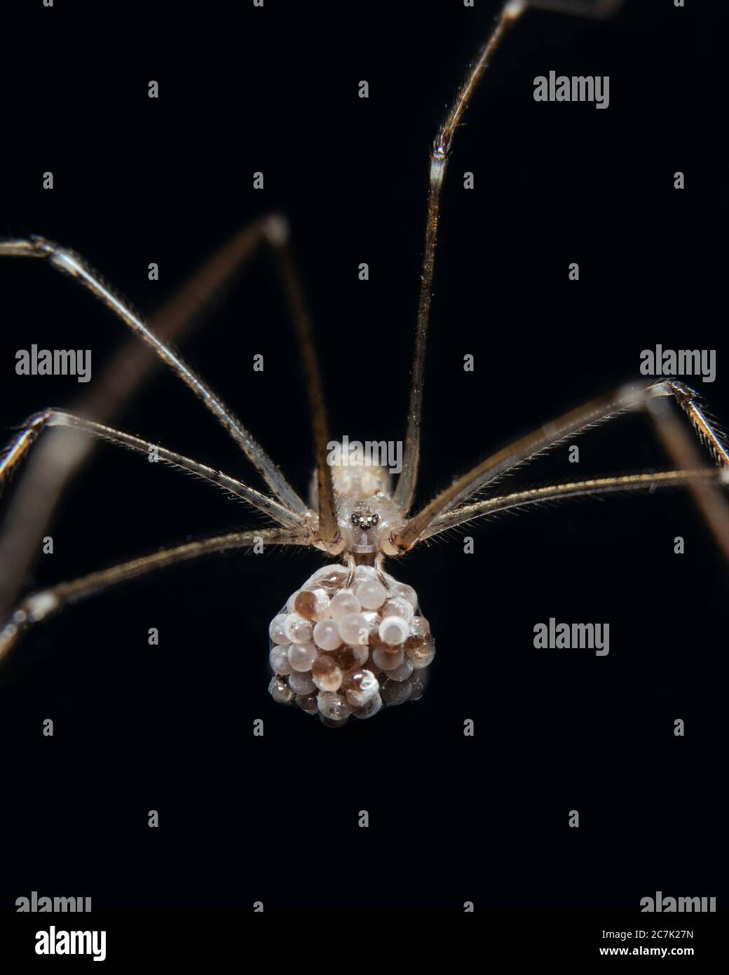 Cellar spider daddy long hi-res stock photography and images - Alamy