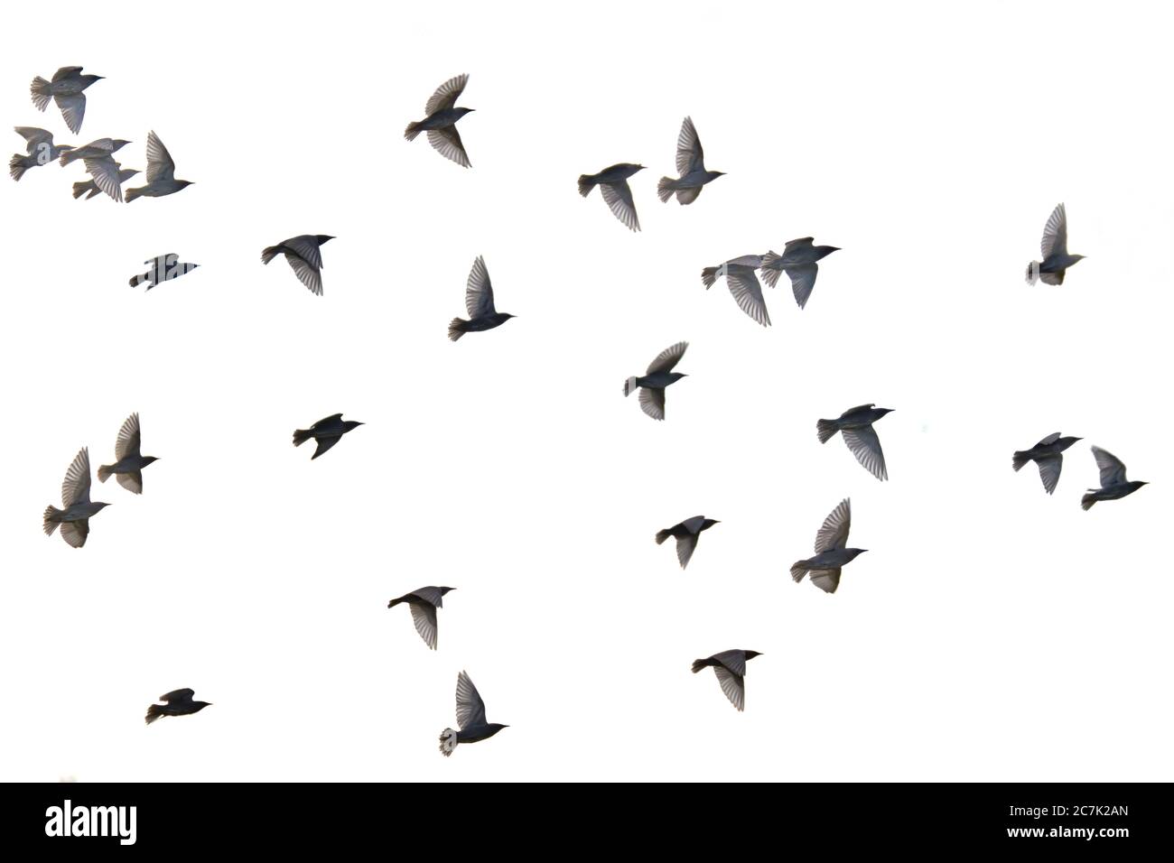 Blackbird silhouette Cut Out Stock Images & Pictures - Alamy