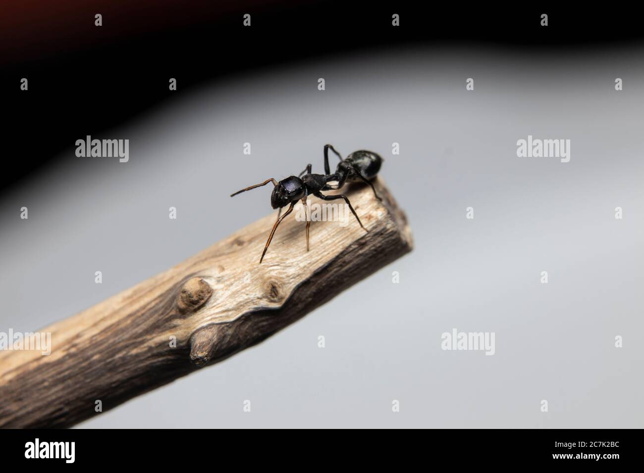 Ant Mimicking Jumping Spider(Myrmarachne japonica) on a branch Stock ...