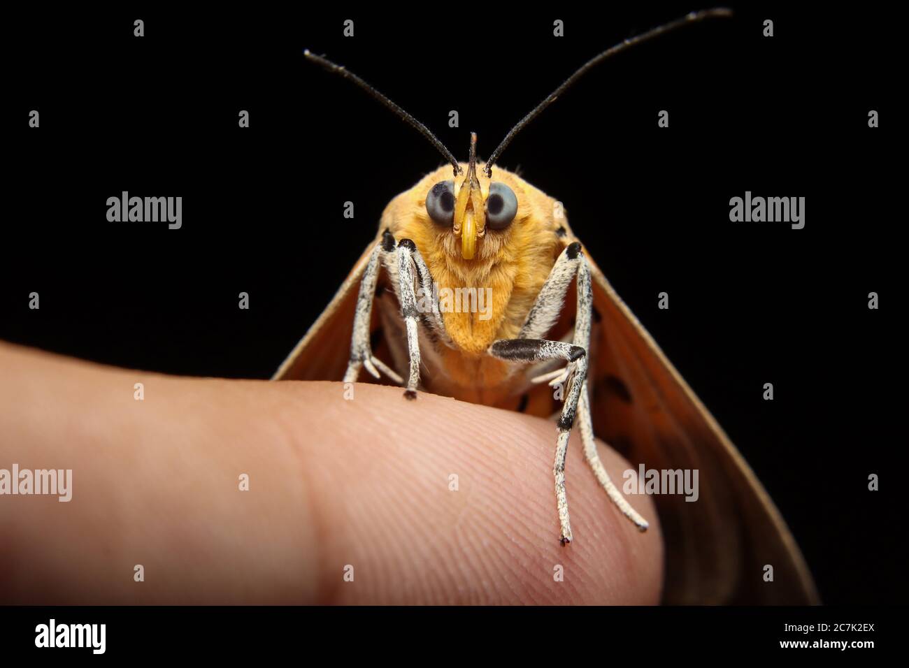 Moth on finger hi-res stock photography and images - Alamy