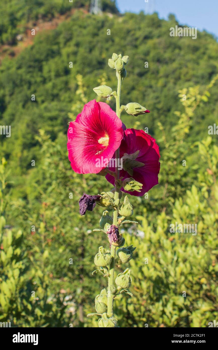 Bees collect nectar from dandelion hi-res stock photography and images ...