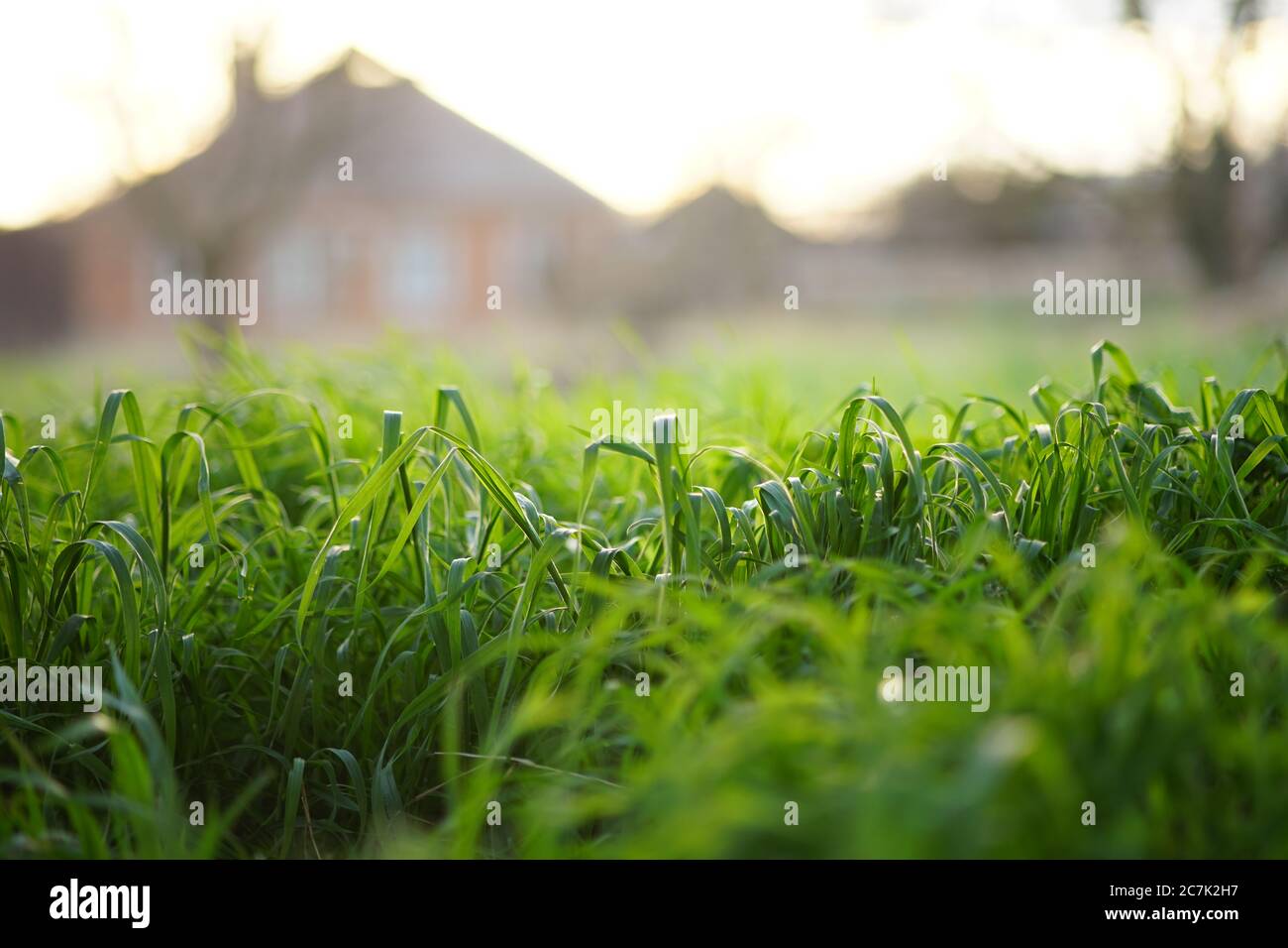 Fresh green grass grow in a spring field Stock Photo - Alamy