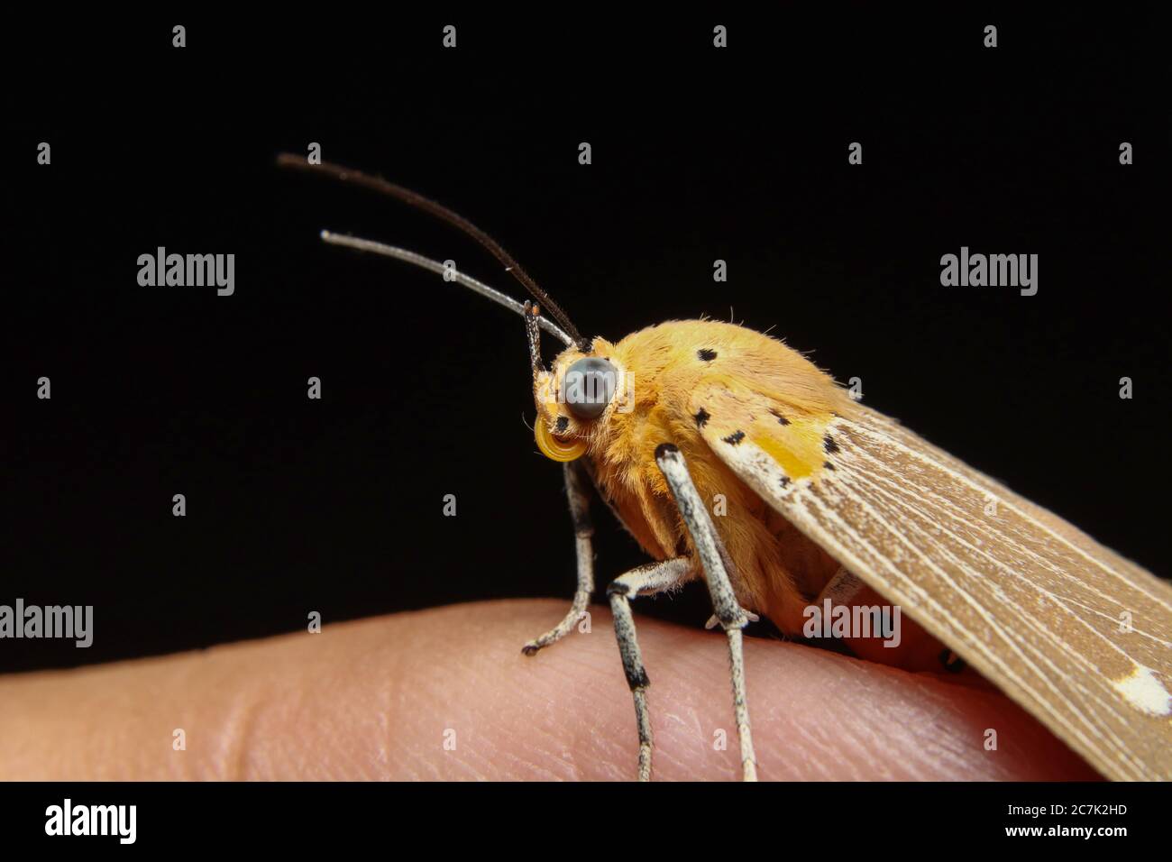 Moth on finger hi-res stock photography and images - Alamy