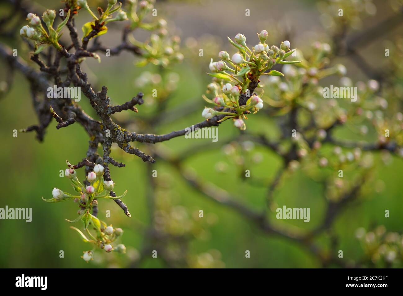 Cleveland pear tree hi-res stock photography and images - Alamy