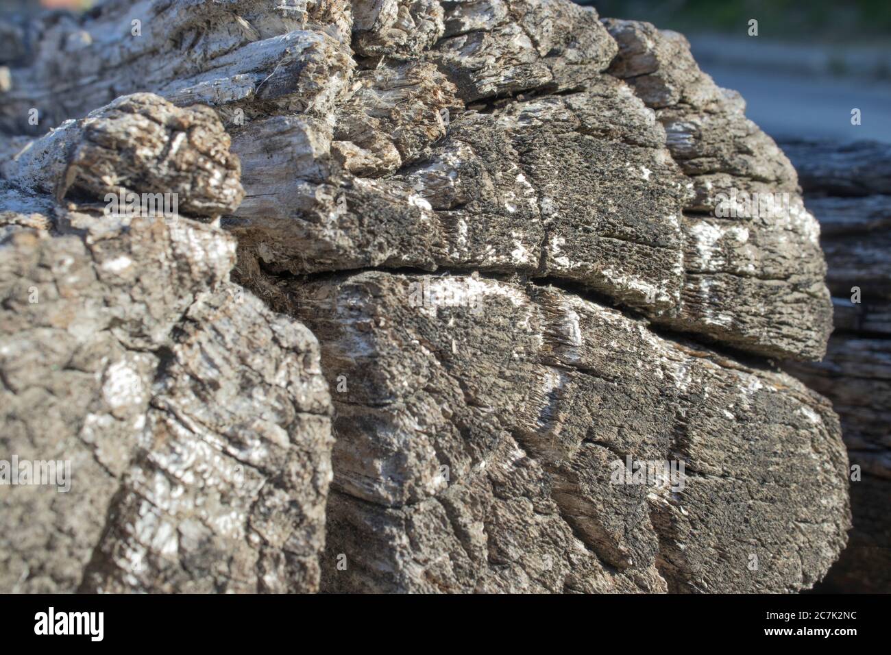 Old moldy wood texture background hi-res stock photography and images ...