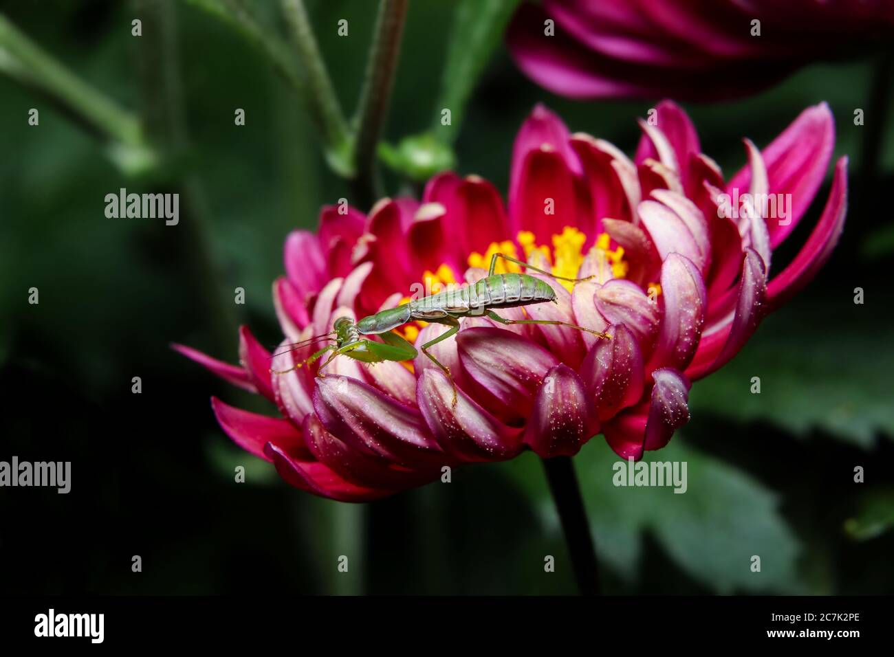 Baby praying mantis hi-res stock photography and images - Alamy