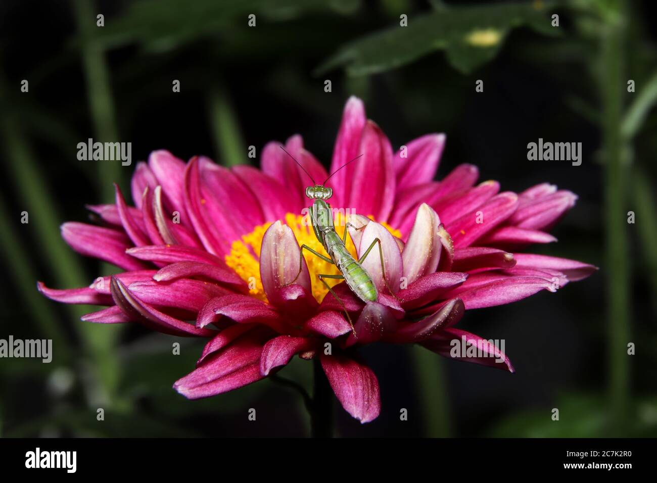 Mantis On Flower High Resolution Stock Photography and Images - Alamy