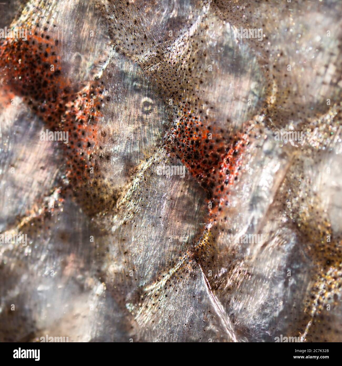 Extreme macro photo of a Tasmanian Salmon fillet. Fish scales Stock ...