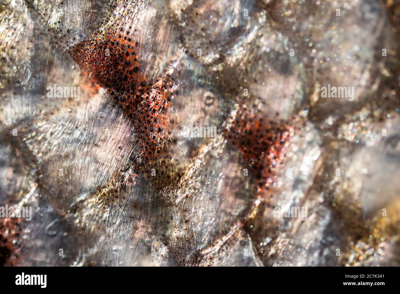 Extreme macro photo of a Tasmanian Salmon fillet. Fish scales Stock ...