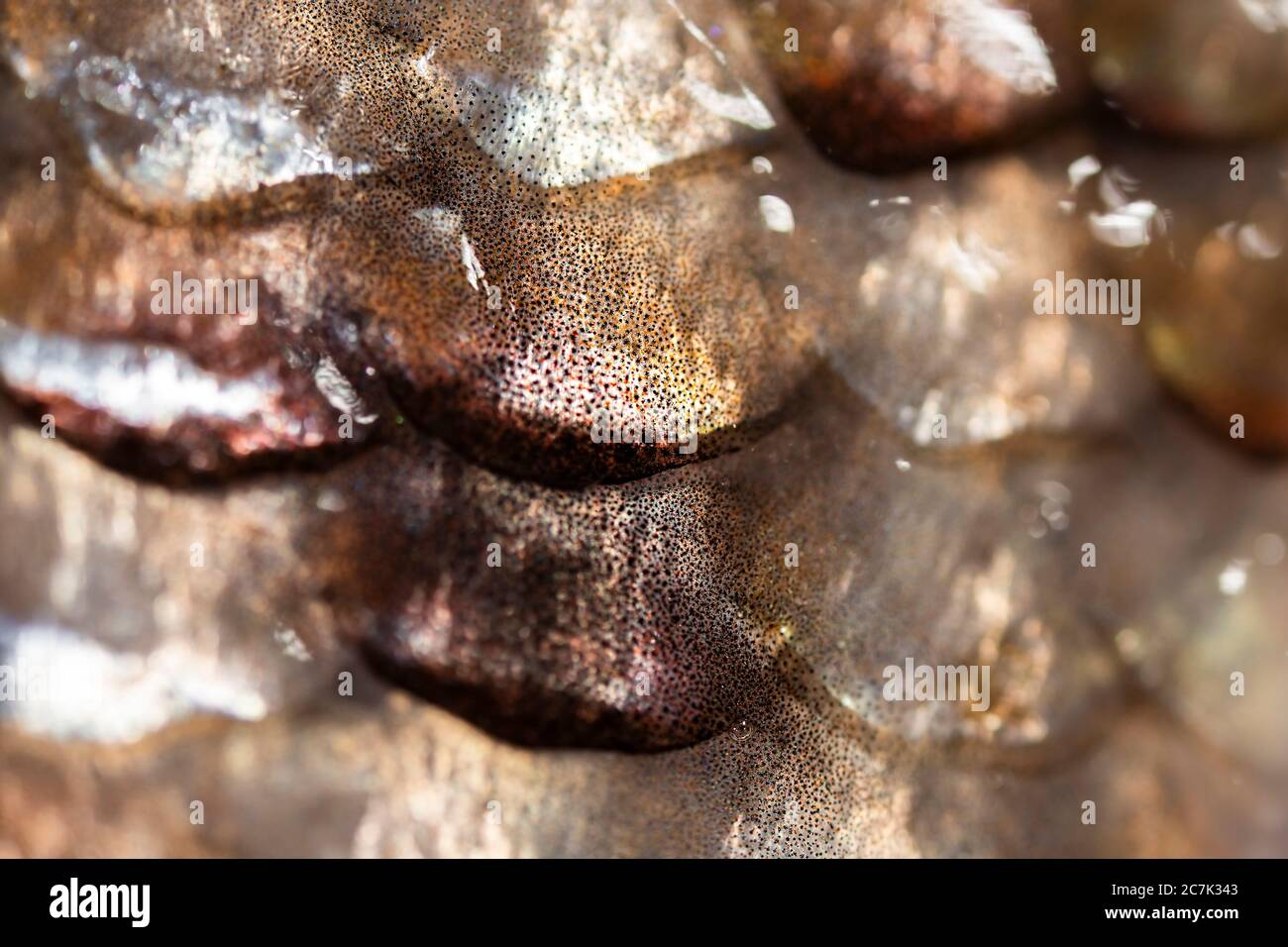 Extreme macro photo of a Tasmanian Salmon fillet. Fish scales Stock ...