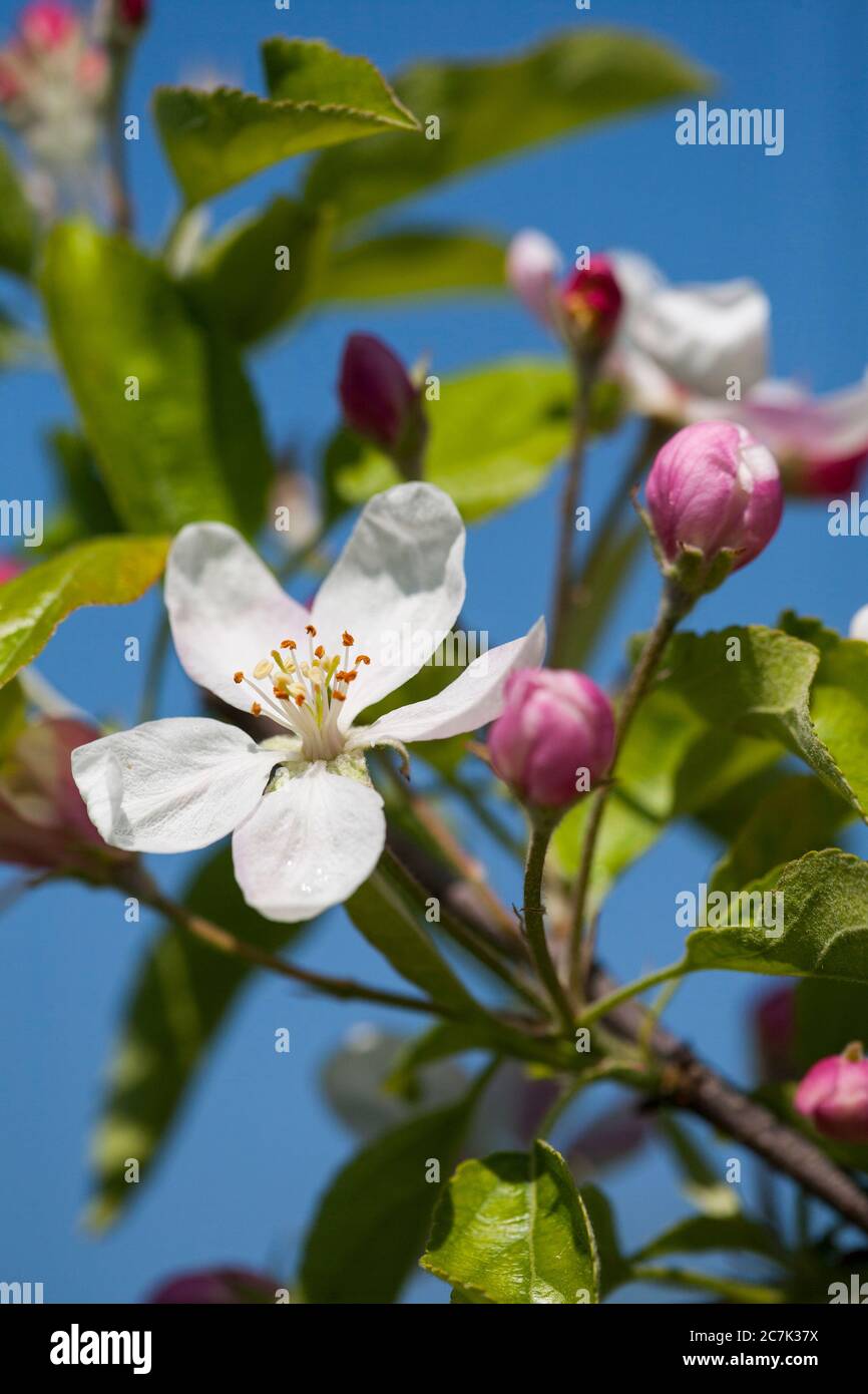 White flowering fruit tree, flower branches Stock Photo - Alamy