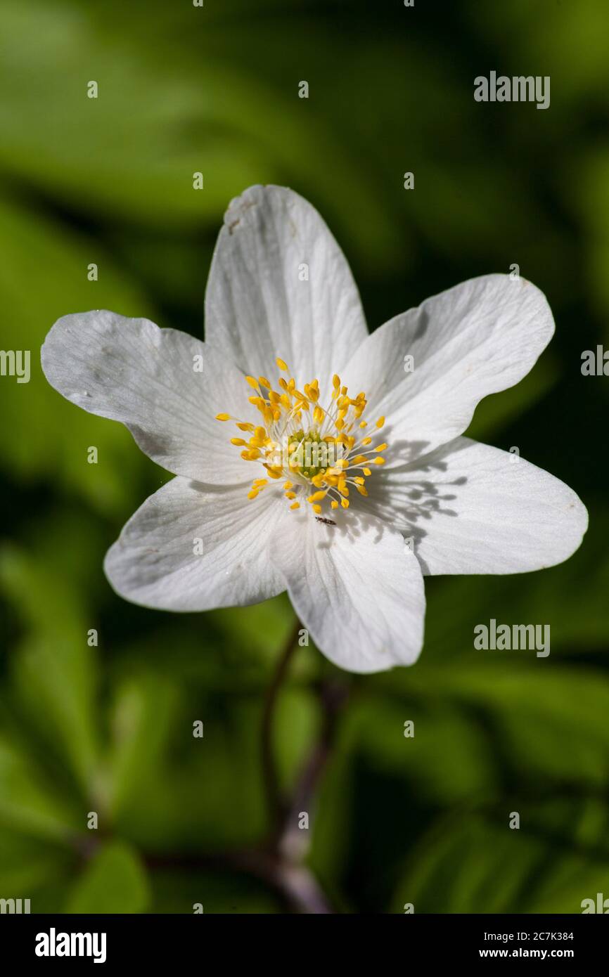 Thimbleweed hi-res stock photography and images - Alamy