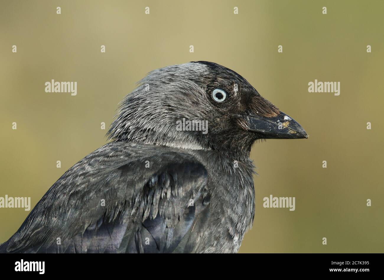 A head shot of a pretty Jackdaw, Corvus monedula, foarging for food on ...