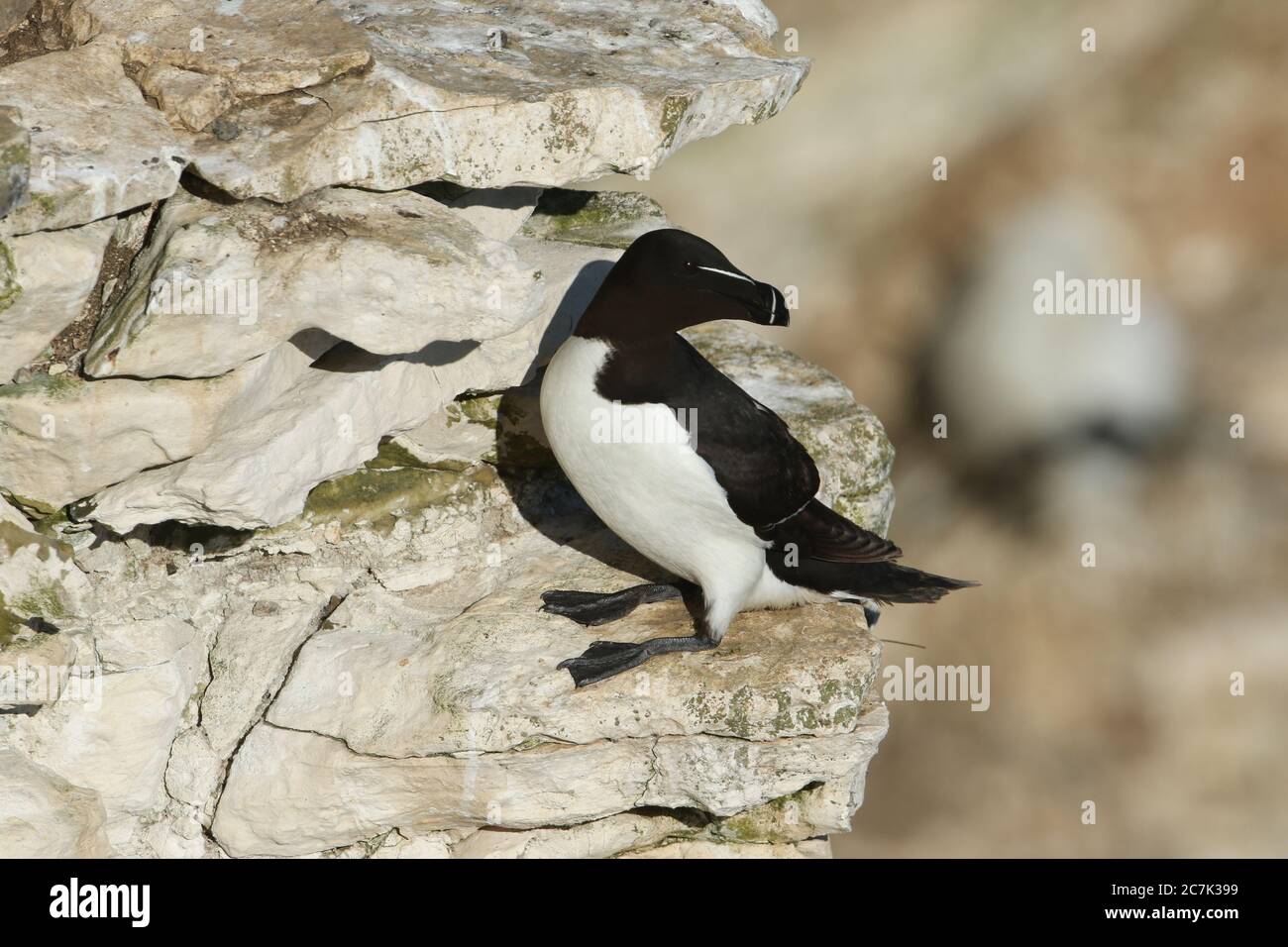 A stunning Razorbill, Alca torda, standing on a ledge on the cliff face ...