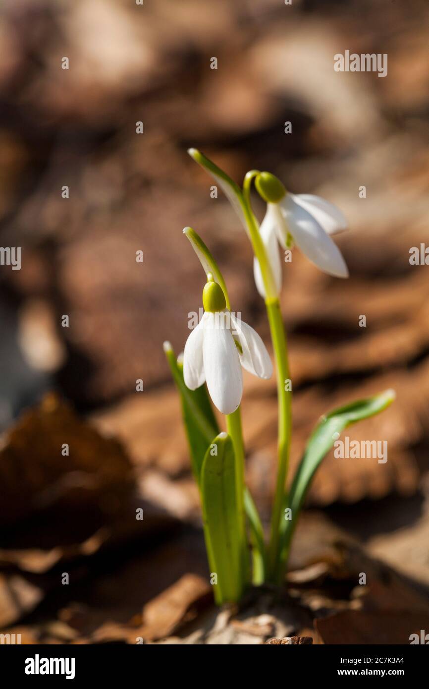 White snowdrop flower, Galanthus Stock Photo - Alamy