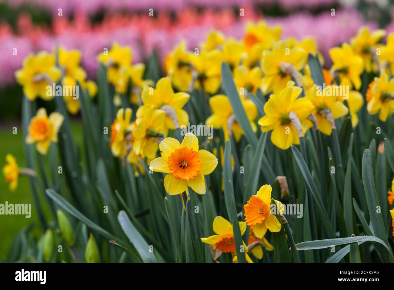 Spring flowers, narcissus Stock Photo - Alamy