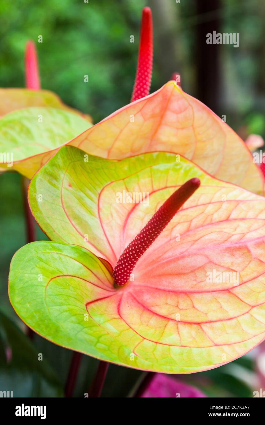 Anthuria hi-res stock photography and images - Alamy