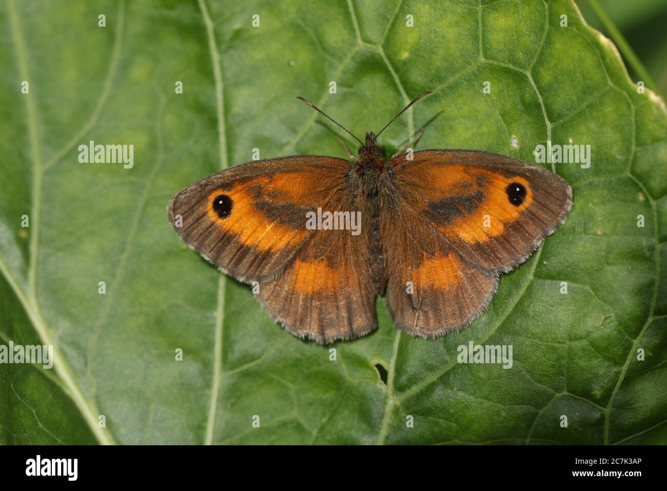 Beautiful gatekeeper butterfly hi-res stock photography and images - Alamy