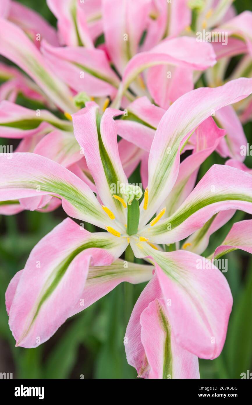 Soft blooms hi-res stock photography and images - Alamy