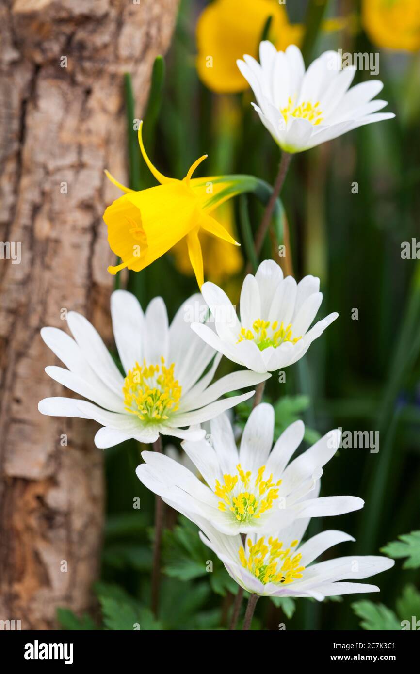 Yellow spring flowers hi-res stock photography and images - Alamy
