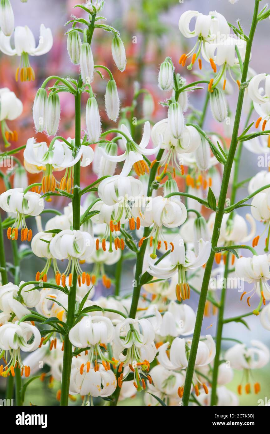 White Lilly High Resolution Stock Photography and Images - Alamy