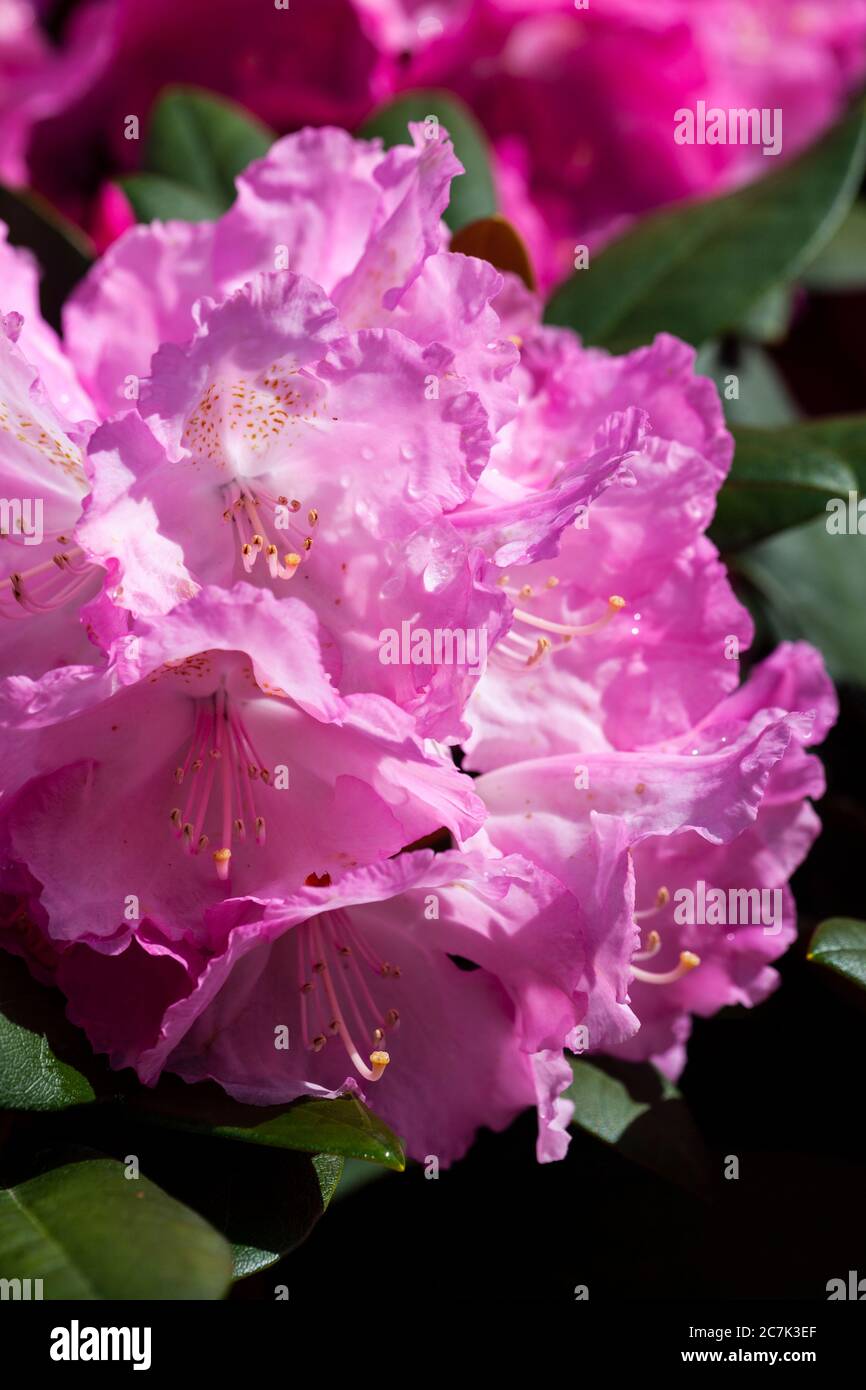flowering rhododendron bush Stock Photo - Alamy