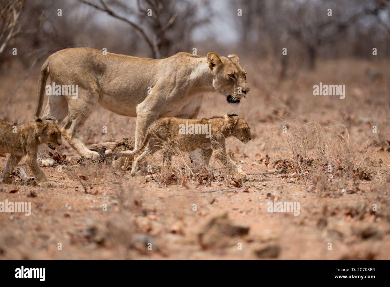 Walking together wild animals hi-res stock photography and images - Alamy