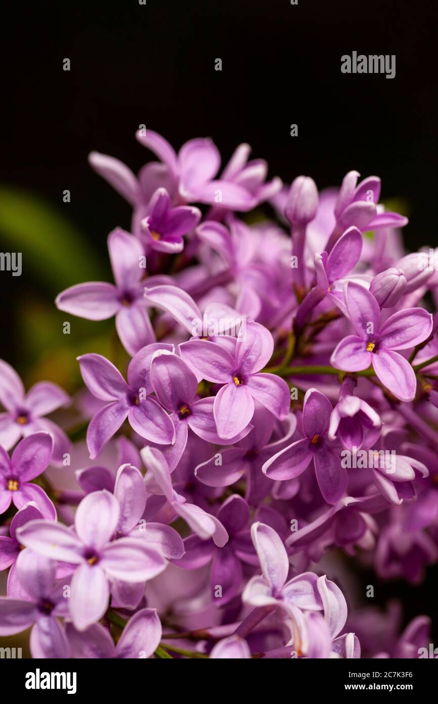 purple flowering lilac Stock Photo - Alamy