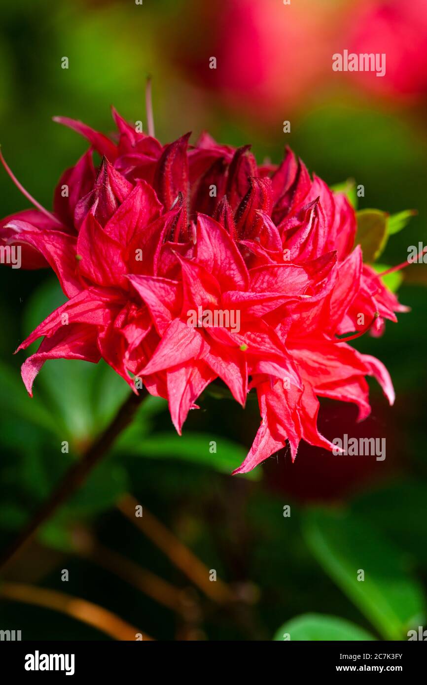 Plant, bright red blossom Stock Photo - Alamy