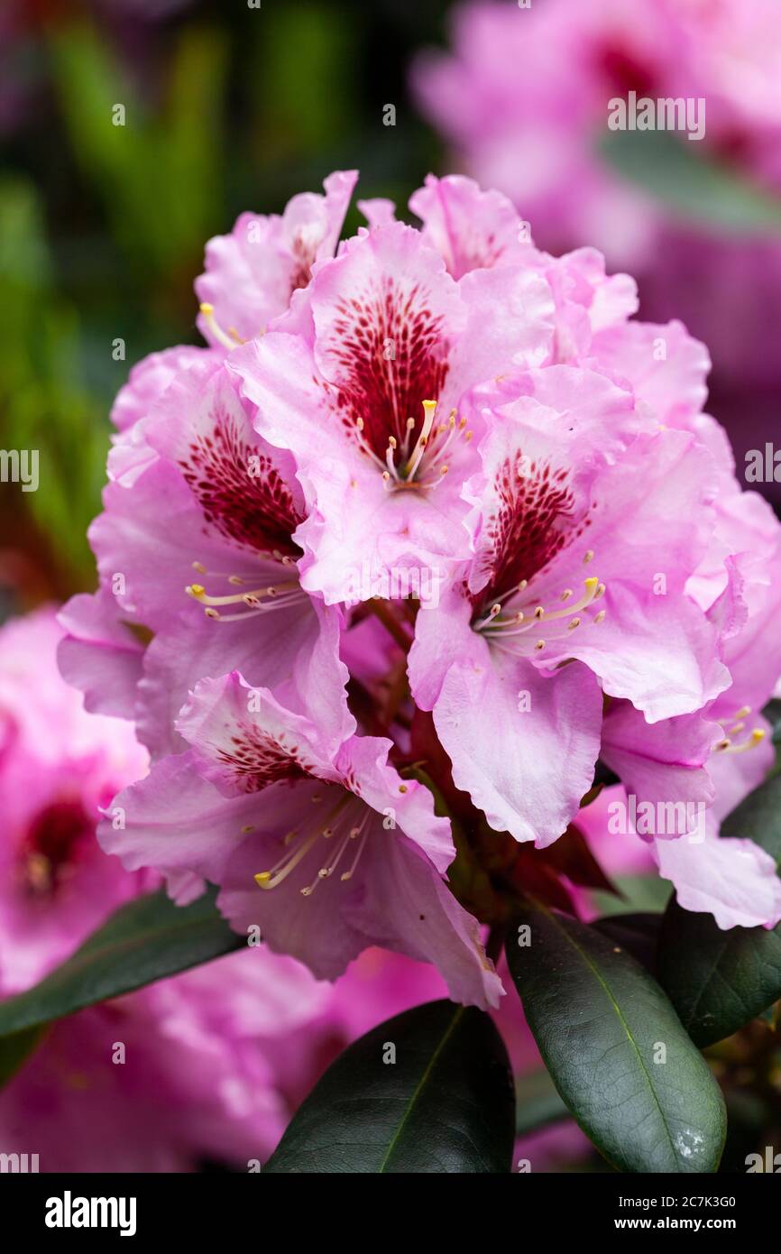 flowering rhododendron bush Stock Photo - Alamy