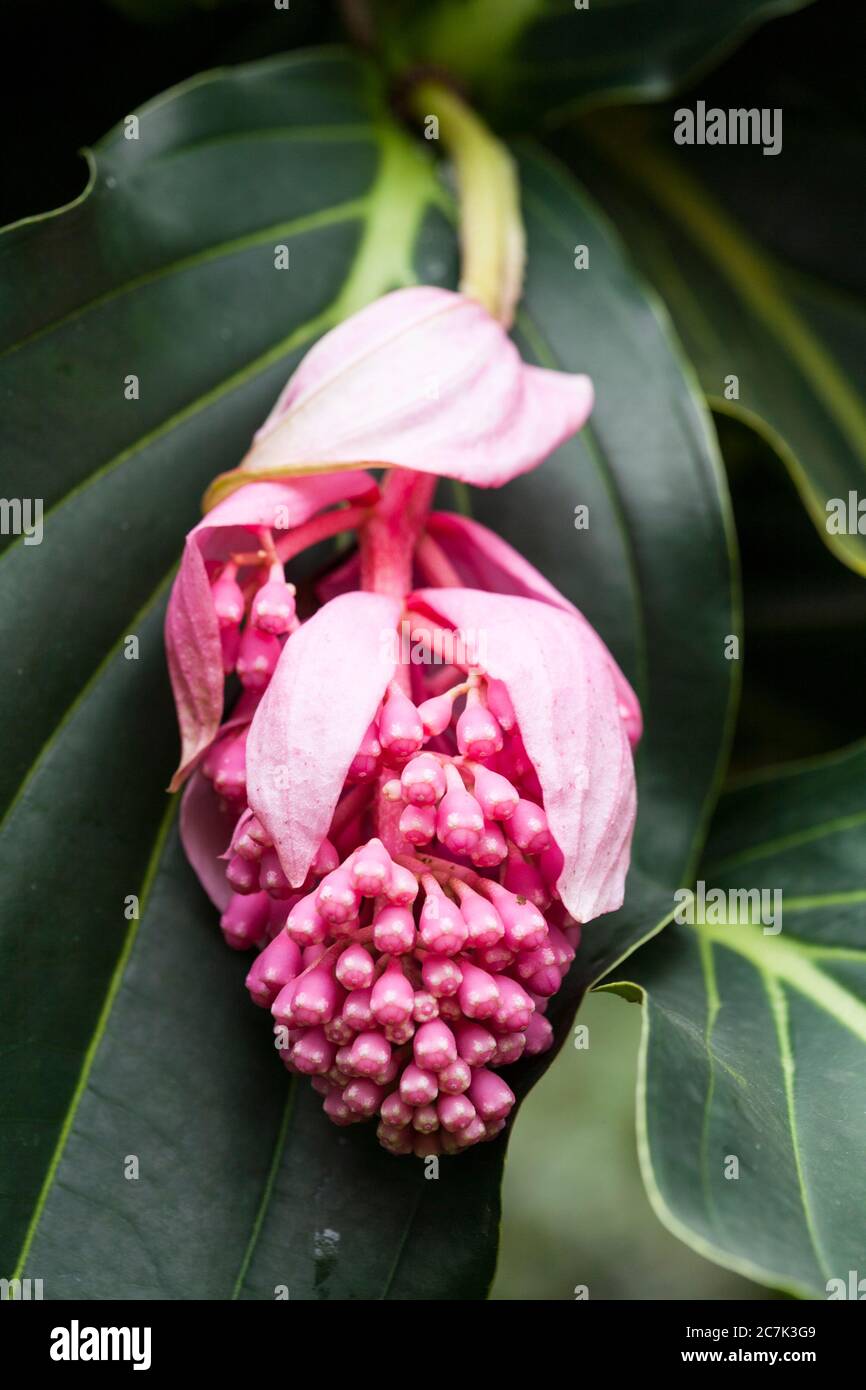 Rosaceous plant hi-res stock photography and images - Alamy