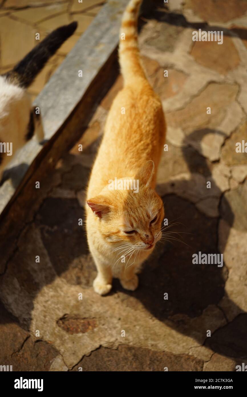 Ginger Cat Standing High Resolution Stock Photography and Images - Alamy