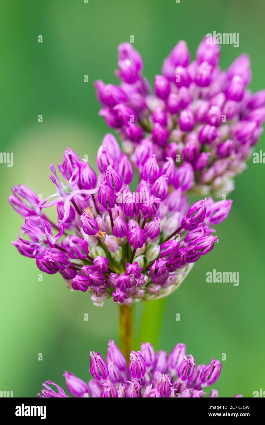 Ornamental onion flower Stock Photo - Alamy