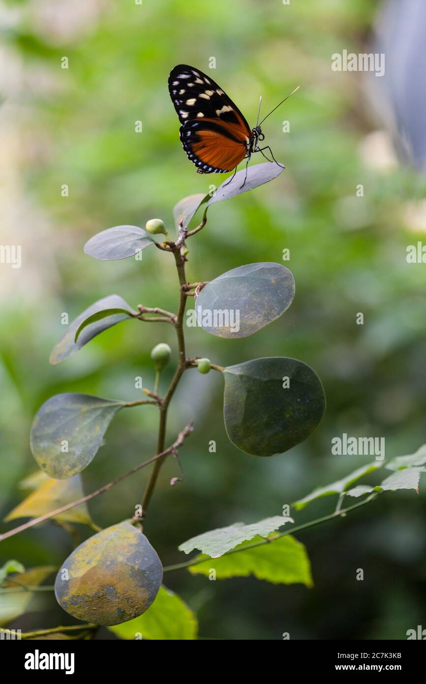 Butterfly and plant hi-res stock photography and images - Alamy