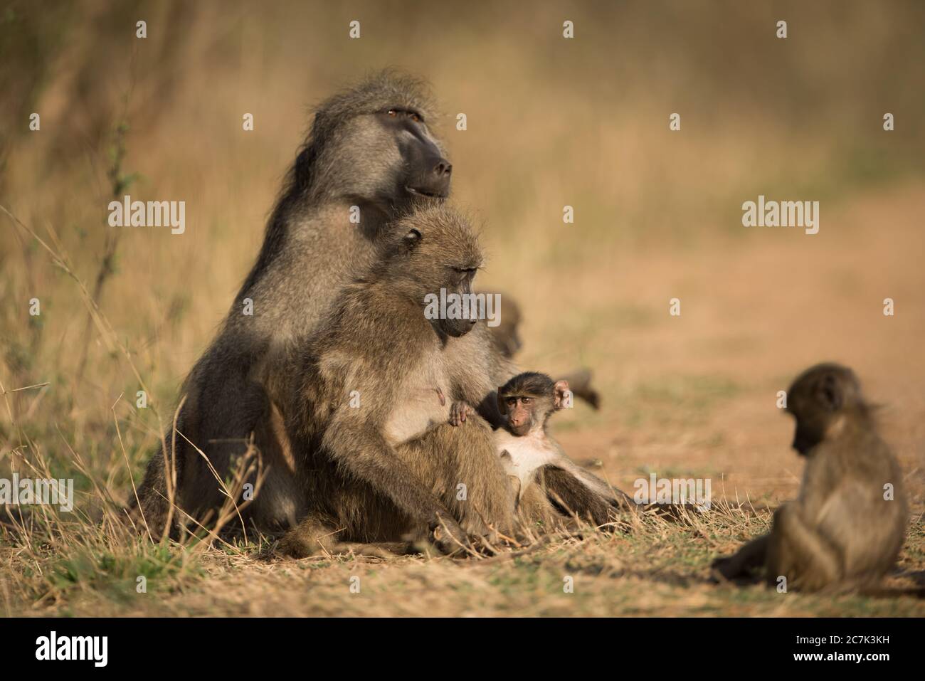 Baby monkey mother father hi-res stock photography and images - Alamy