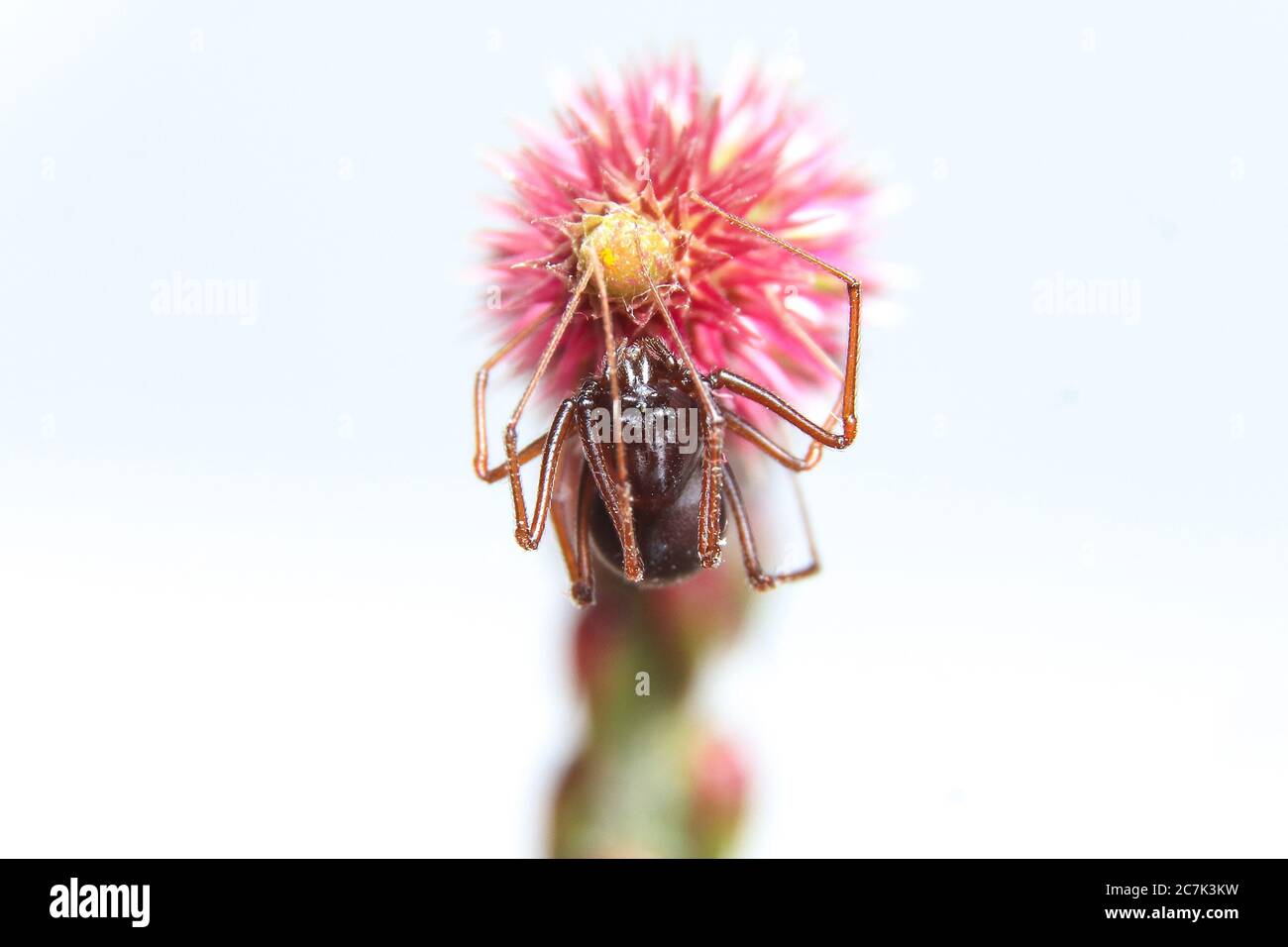 Portrait Of A Spider Flower High Resolution Stock Photography and ...