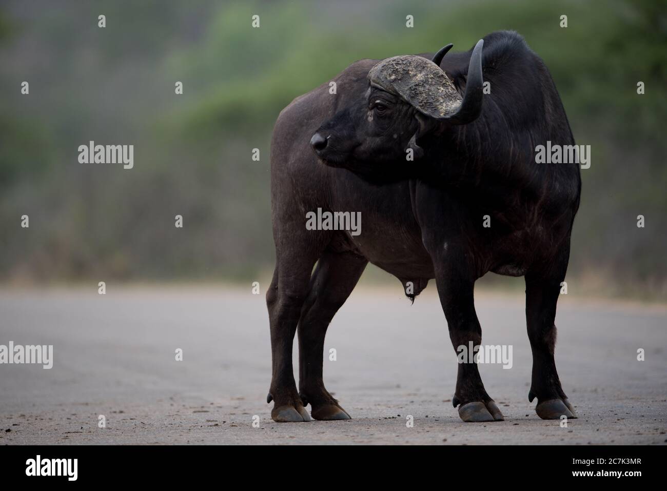African buffalo crossing the road with a blurred background Stock Photo ...