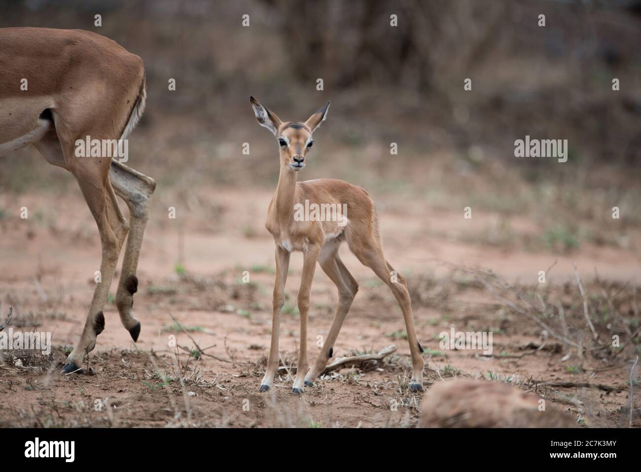 African bush baby hi-res stock photography and images - Alamy