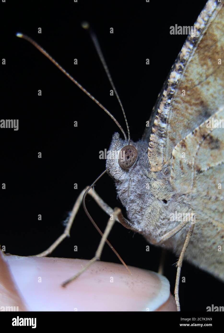 Fly insect on people finger hi-res stock photography and images - Alamy