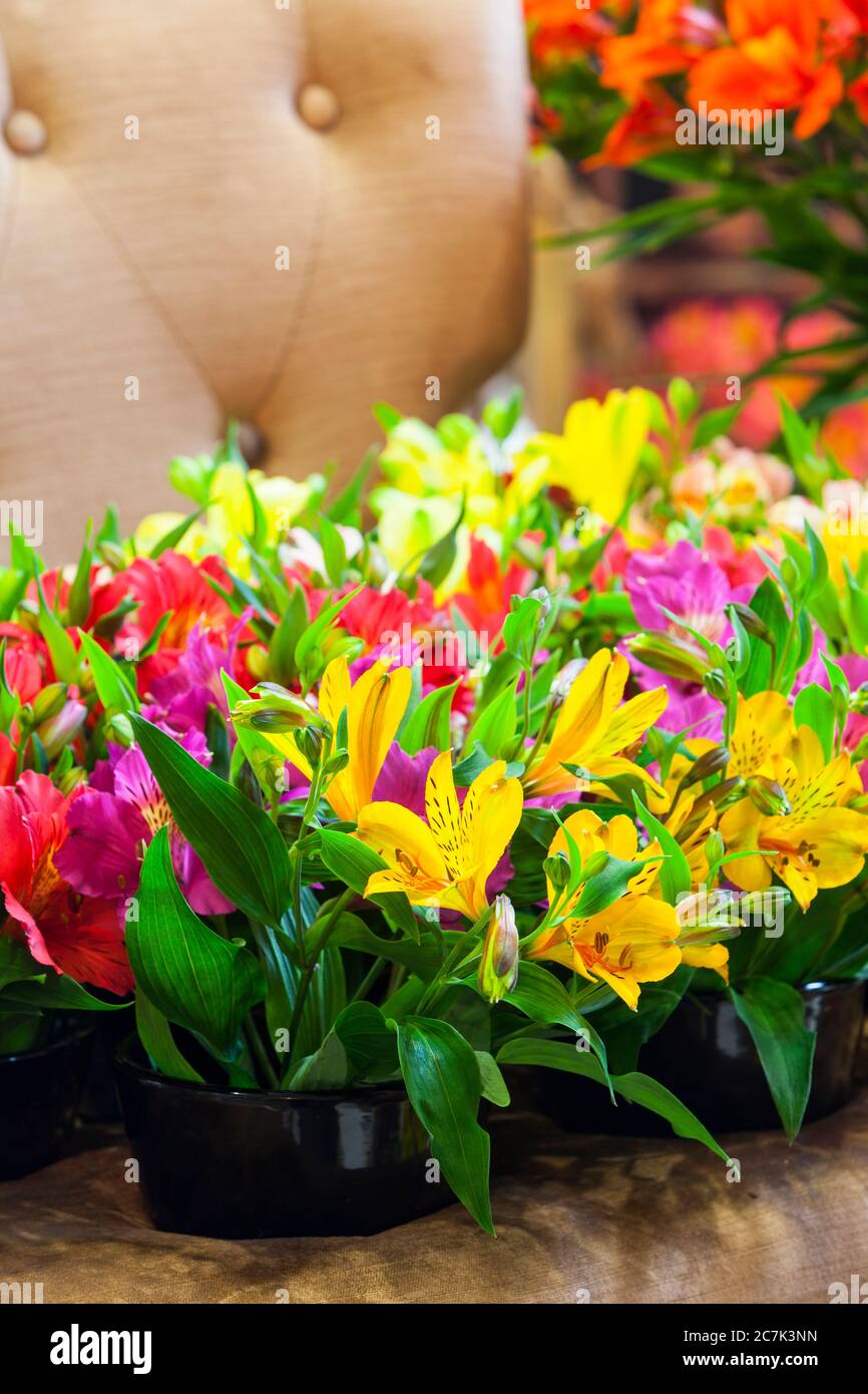 Freesia flowers hi-res stock photography and images - Alamy