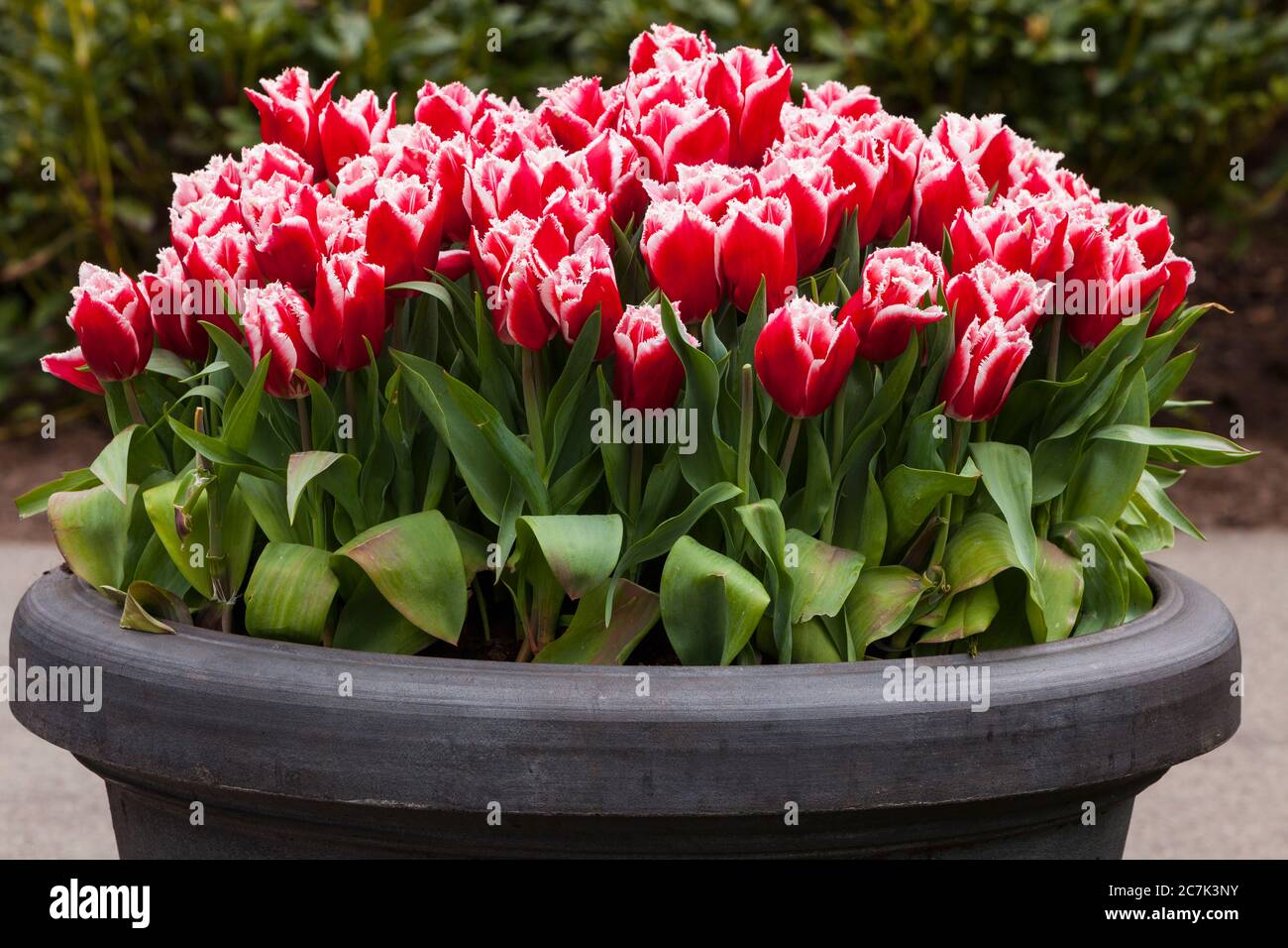 Spring flowers pot hi-res stock photography and images - Alamy