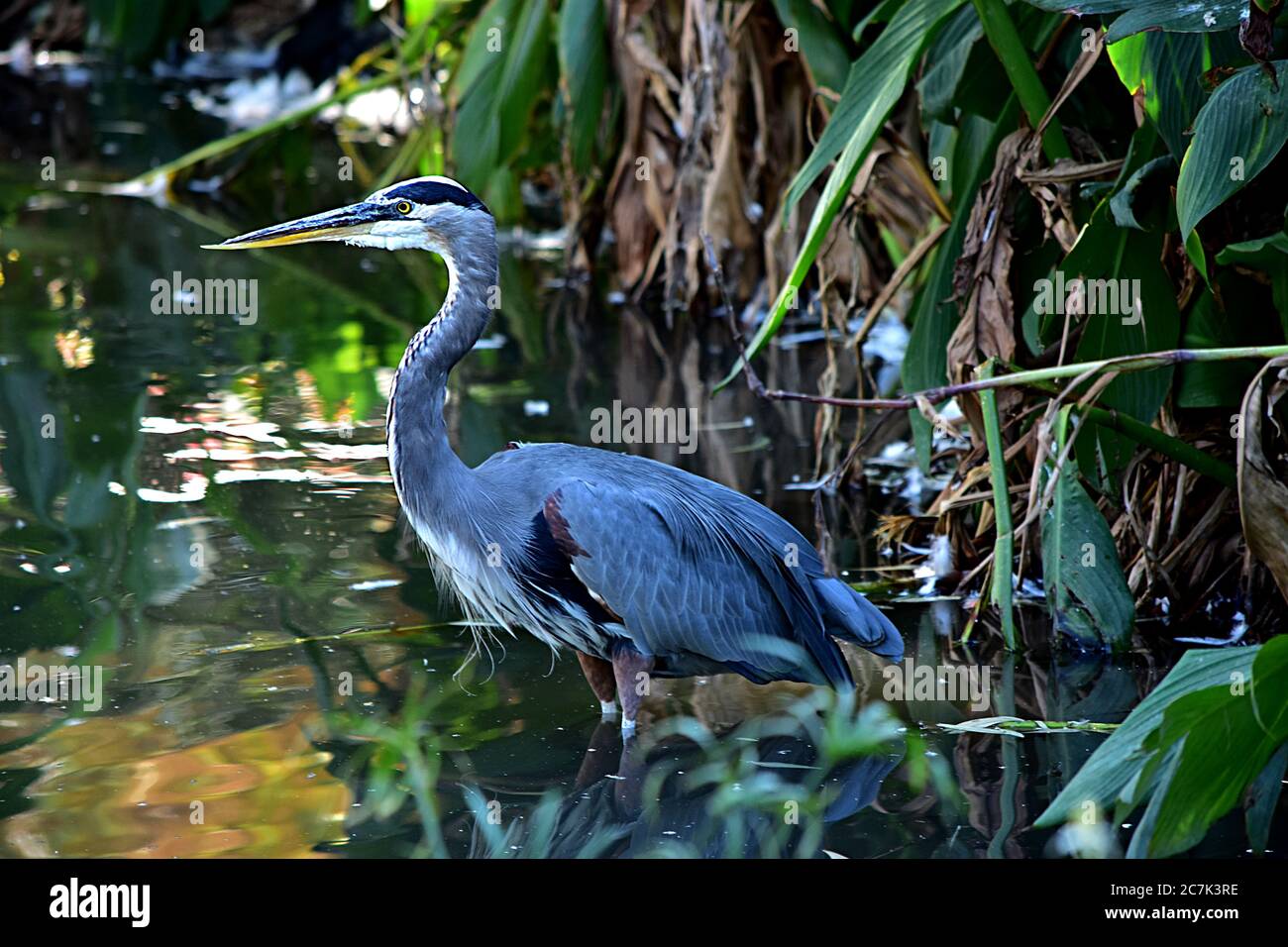 Water bird in a lake surrounded by greenery under sunlight with a ...