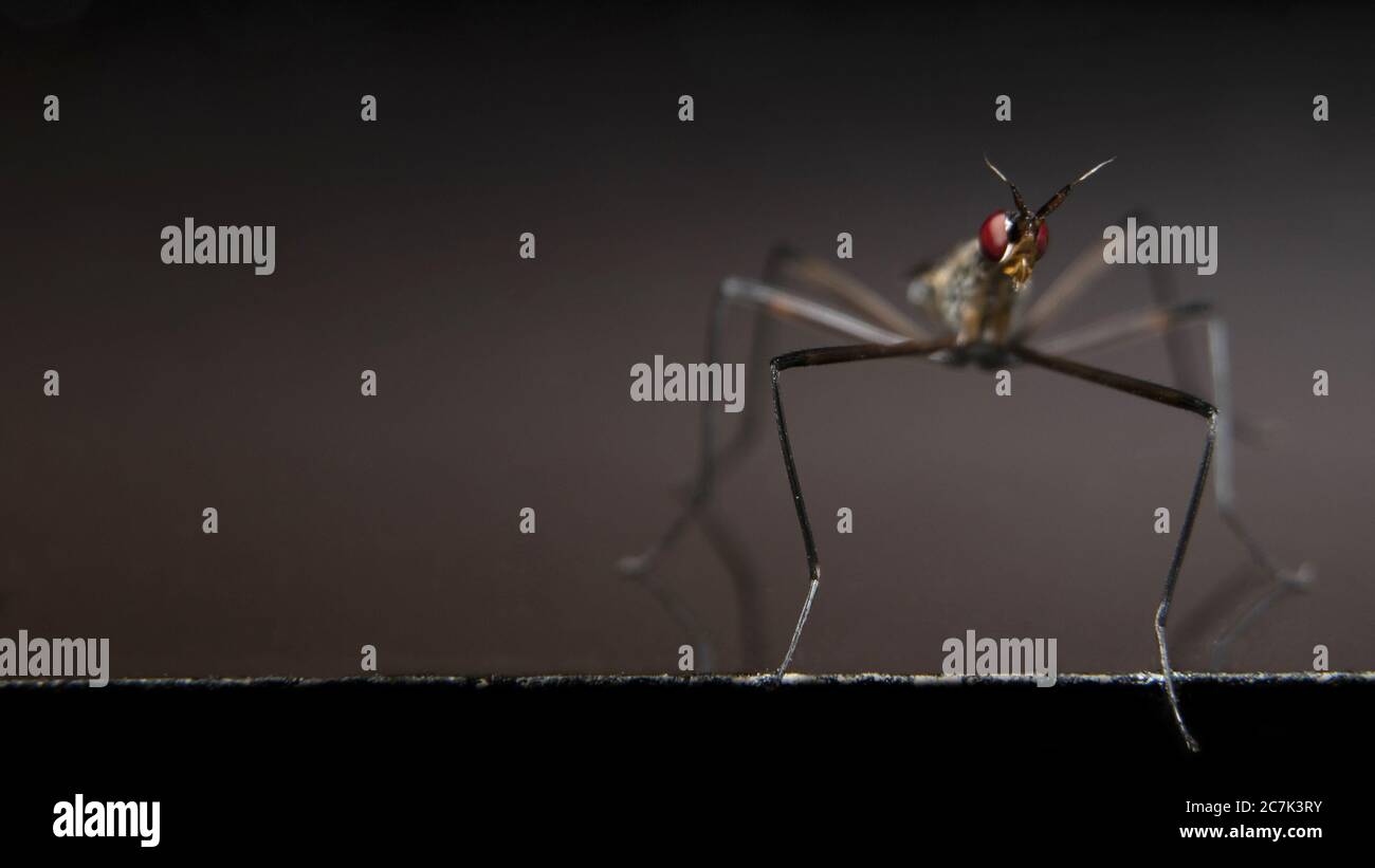 Cactus Flies (Neriidae) eye Stock Photo - Alamy
