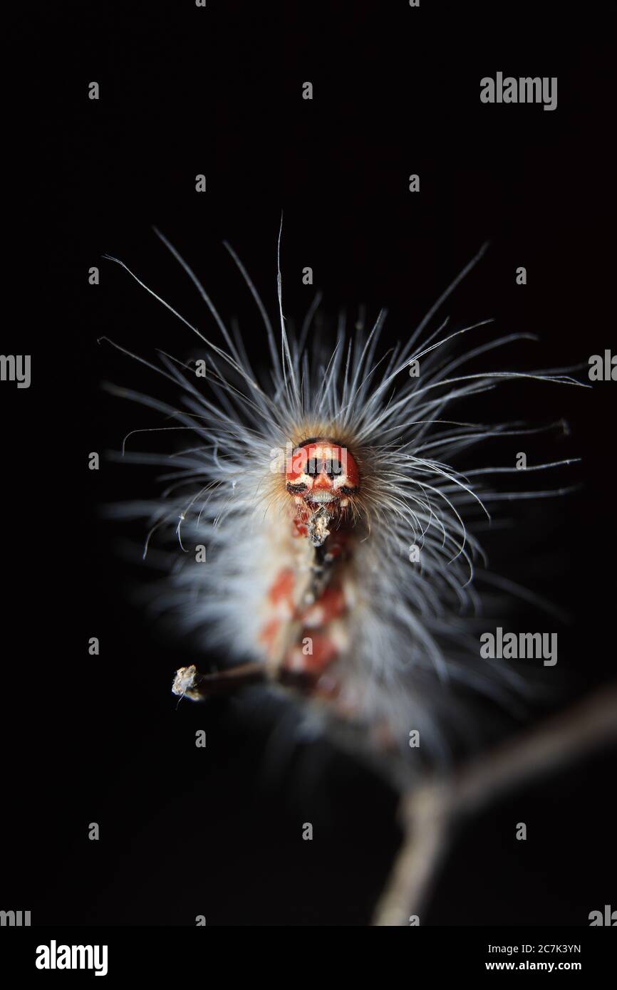 Caterpillar closeup Wallpaper Stock Photo - Alamy