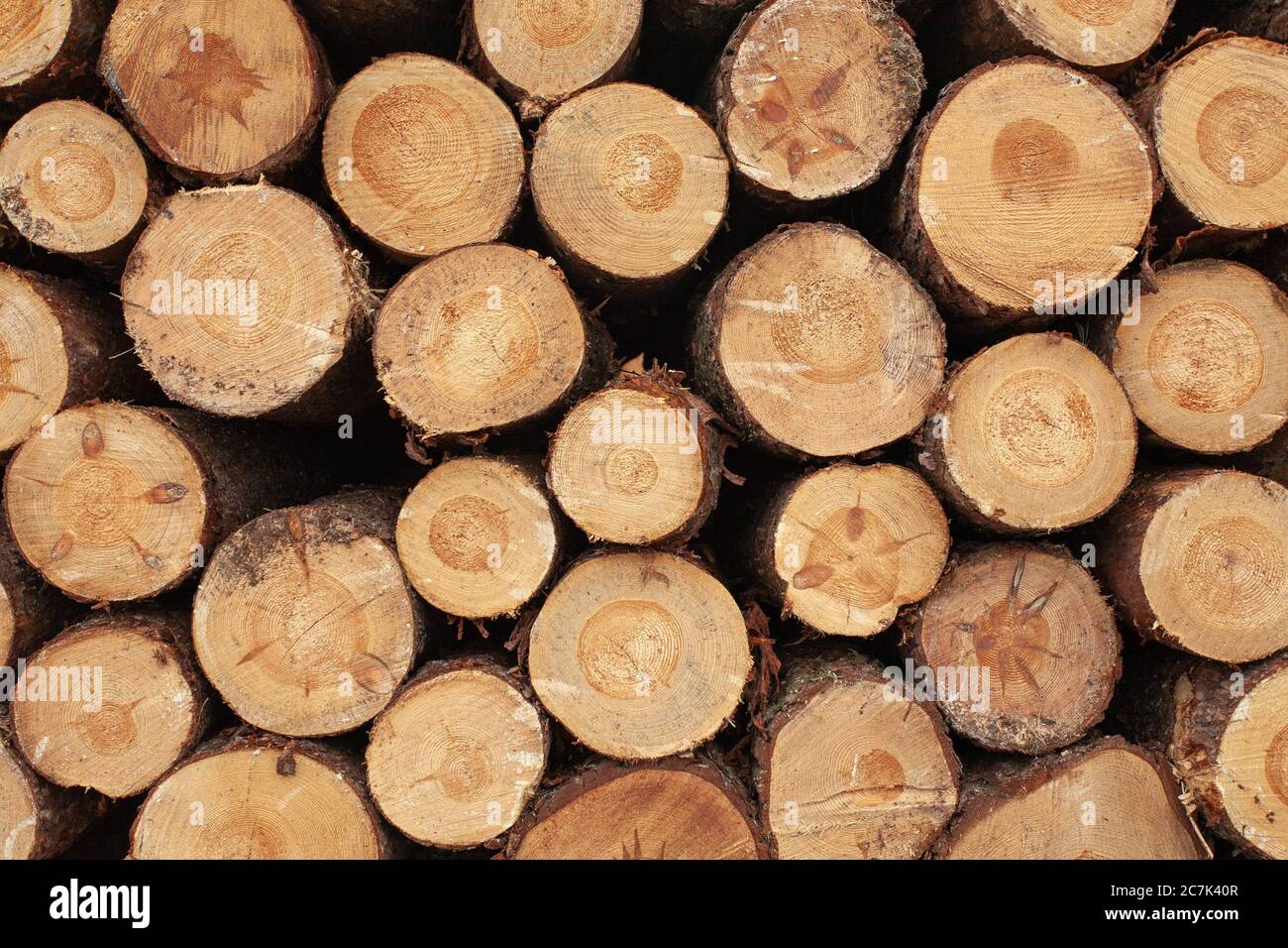 Selection of wooden stumps in the countryside Stock Photo - Alamy