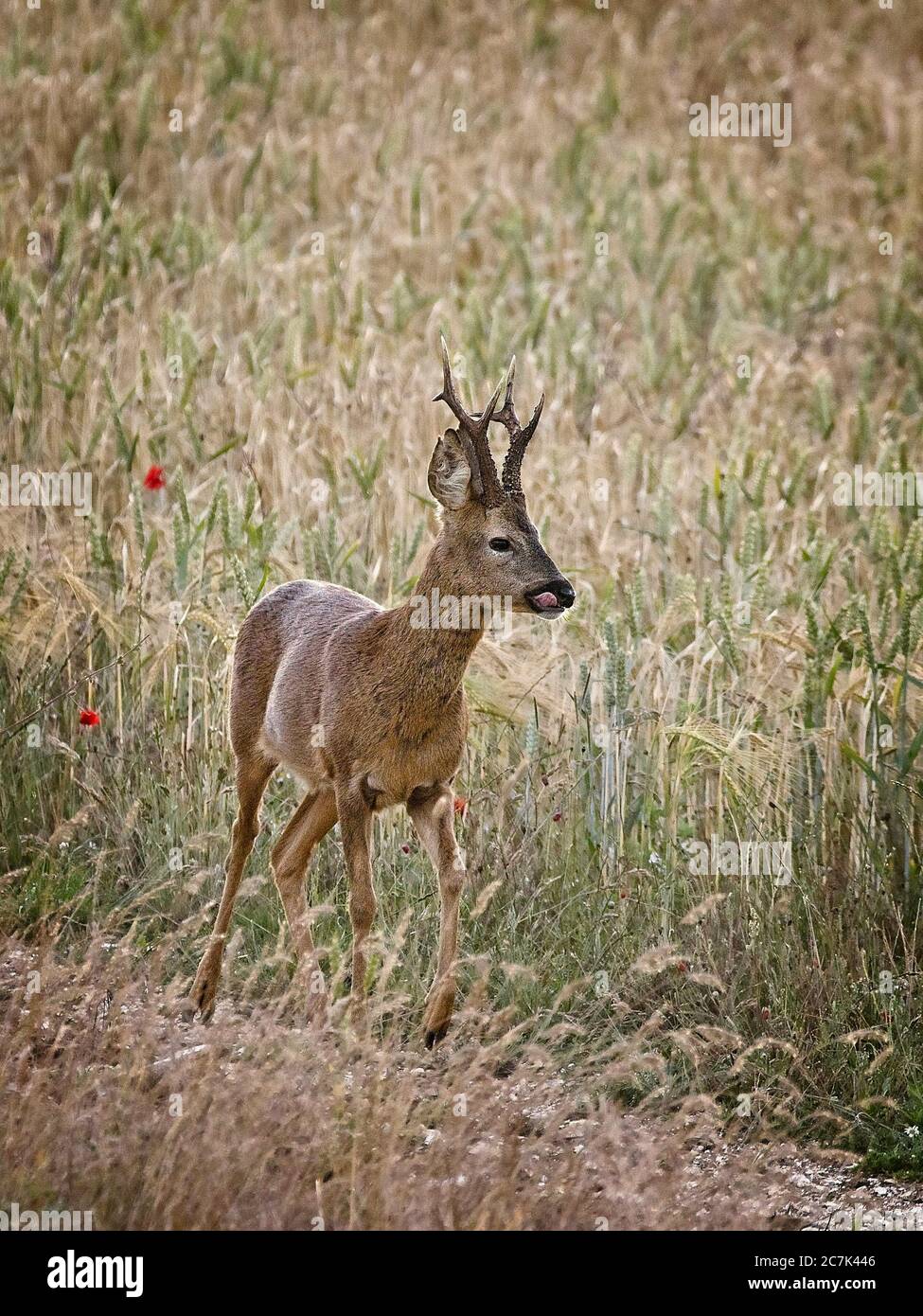 Roe buck walking through a barley field, looking at the barley with his ...