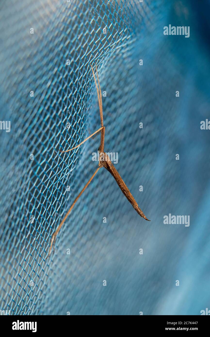 Crane Fly (Tipulidae) side view Stock Photo - Alamy