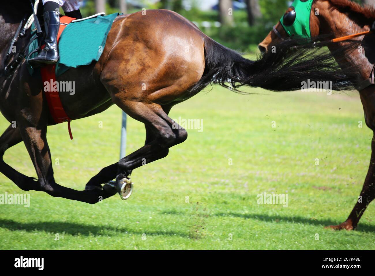 Gallop hi-res stock photography and images - Alamy