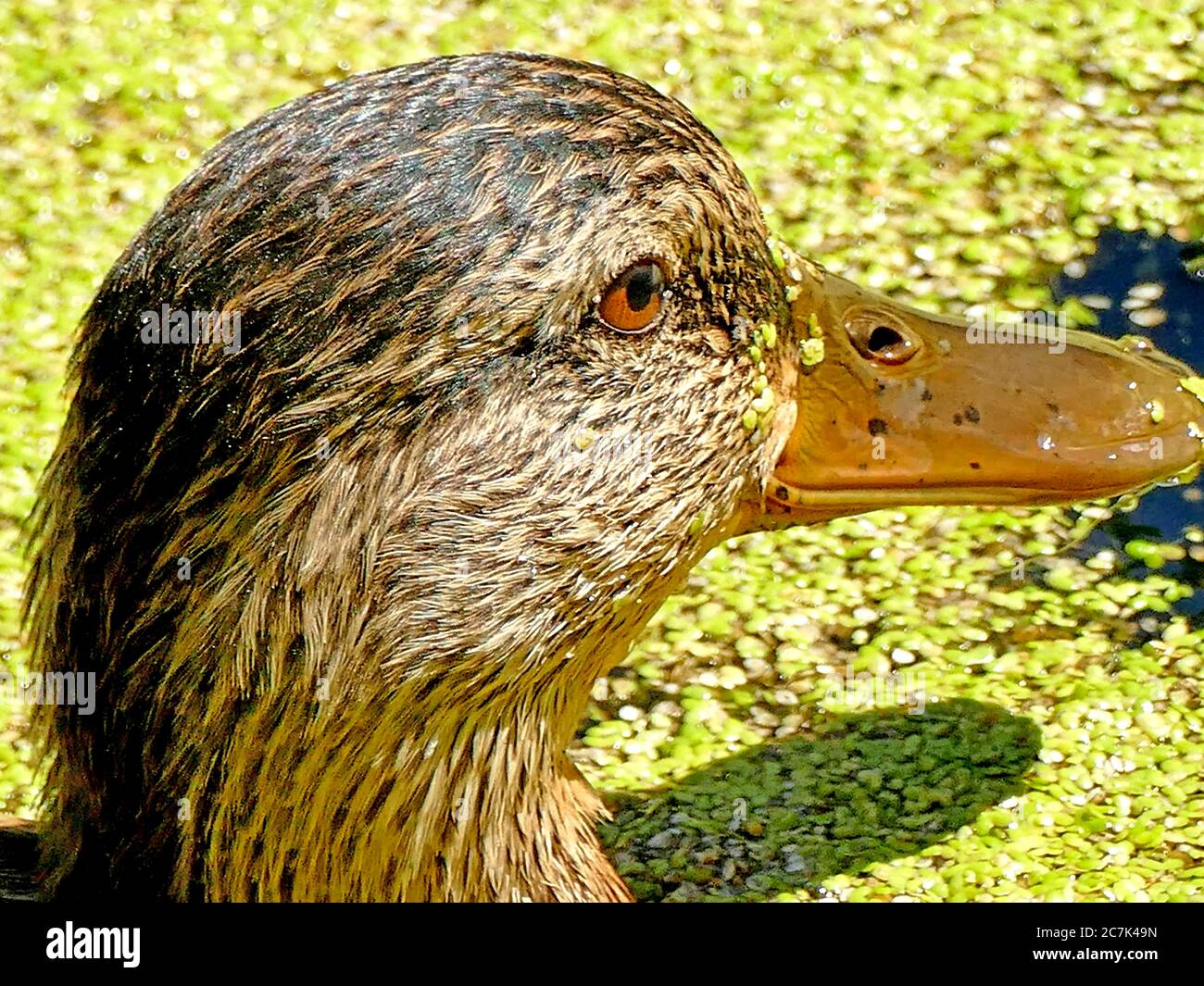 mallard hen in a pond in Germany Stock Photo - Alamy