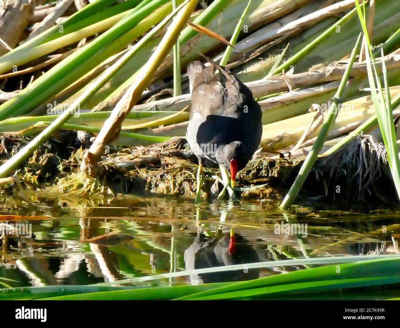 Moorhen stands hi-res stock photography and images - Alamy
